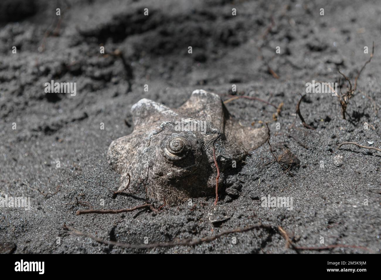 A Knobbed Whelk shell discovered at the Penny dig site March 21, 2022 ...