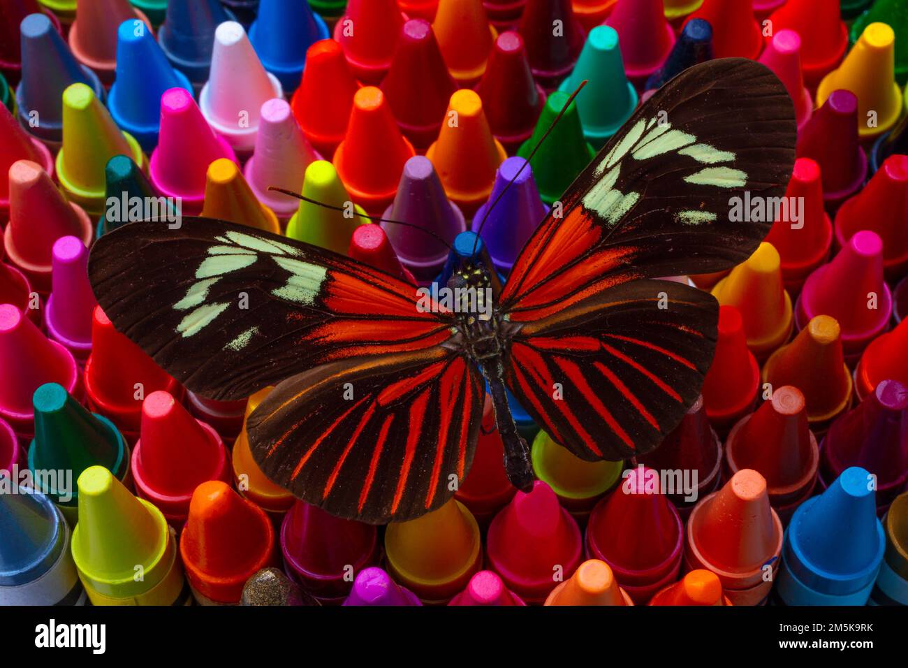 Butterfly On Caryons Still Life Stock Photo - Alamy