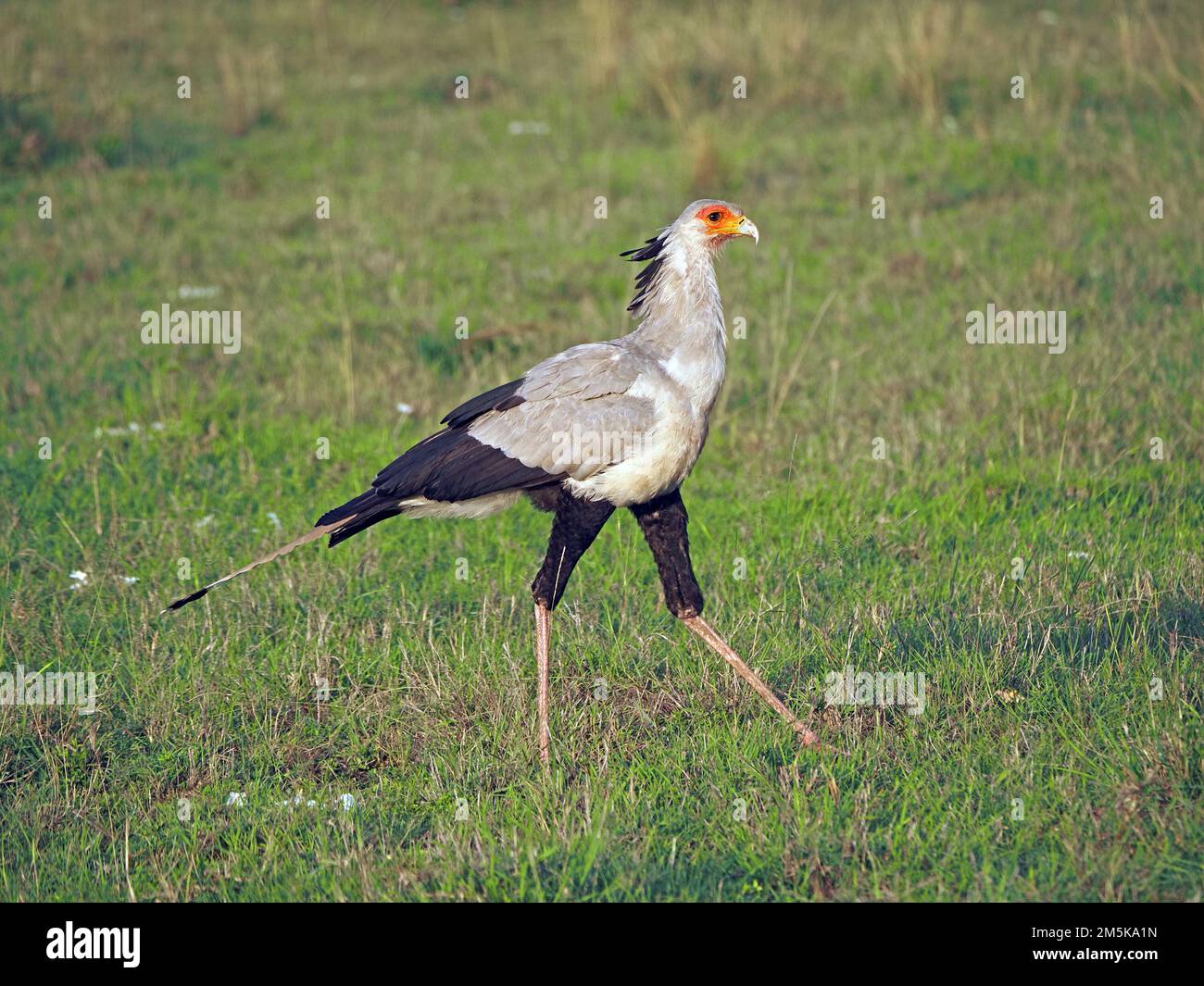 Secretary Bird or secretarybird (Sagittarius serpentarius) hunting on ...