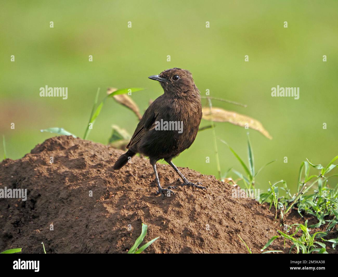 confiding alert female Sooty Chat (Myrmecocichla nigra) on termite ...