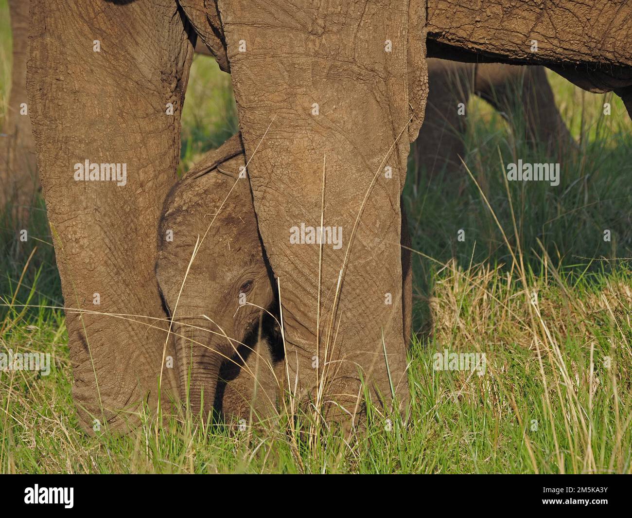 young mother protecting small baby calf African Elephant (Loxodonta ...