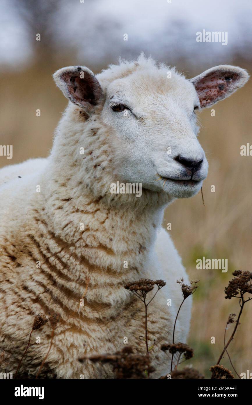 A vertical closeup of a fluffy Devon Closewool sheep captured in a ...