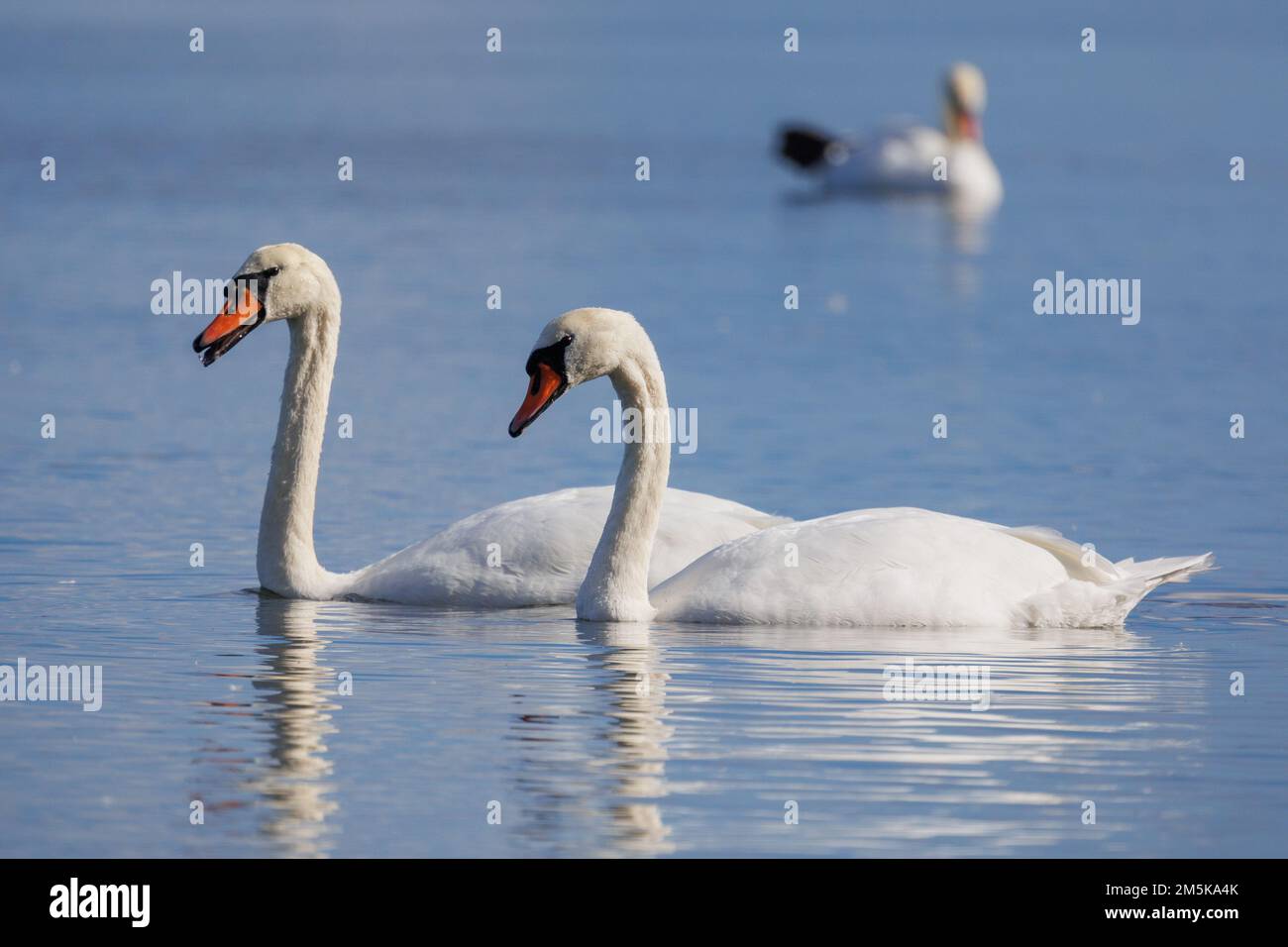 Two graceful mute swans swimming on a beautiful lake with another swan ...