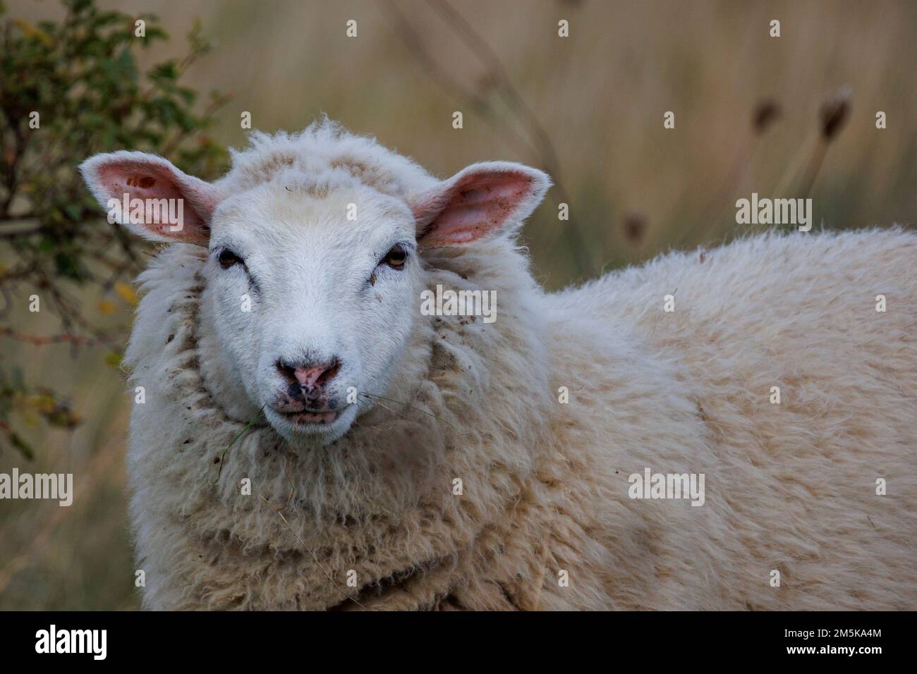 Devon closewool hi-res stock photography and images - Alamy