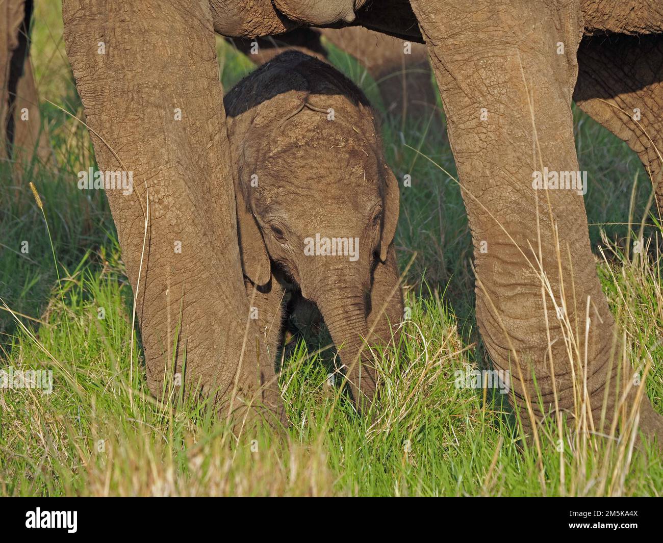 Calf shelter hi-res stock photography and images - Alamy