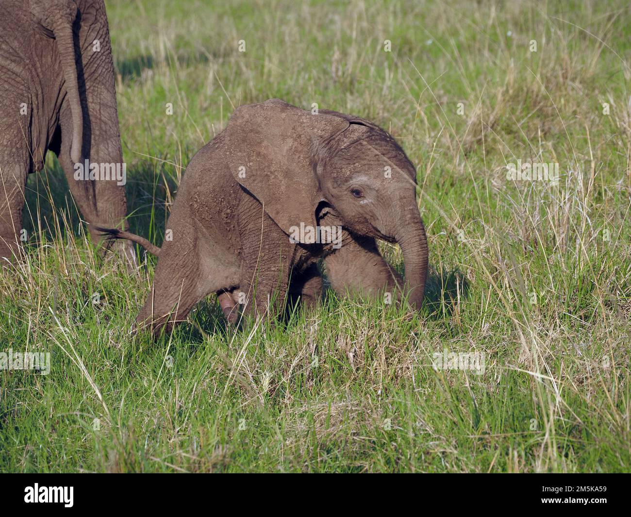 young mother protecting small baby calf African Elephant (Loxodonta ...