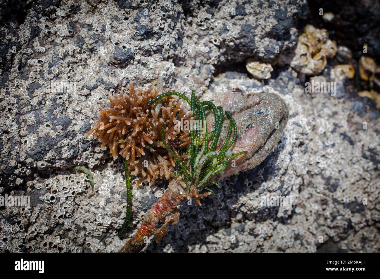 A Look at life in New Zealand: seaside wild food and wildlife. Sea ...