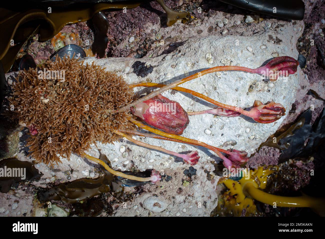 Pyura pachydermatina hi-res stock photography and images - Alamy