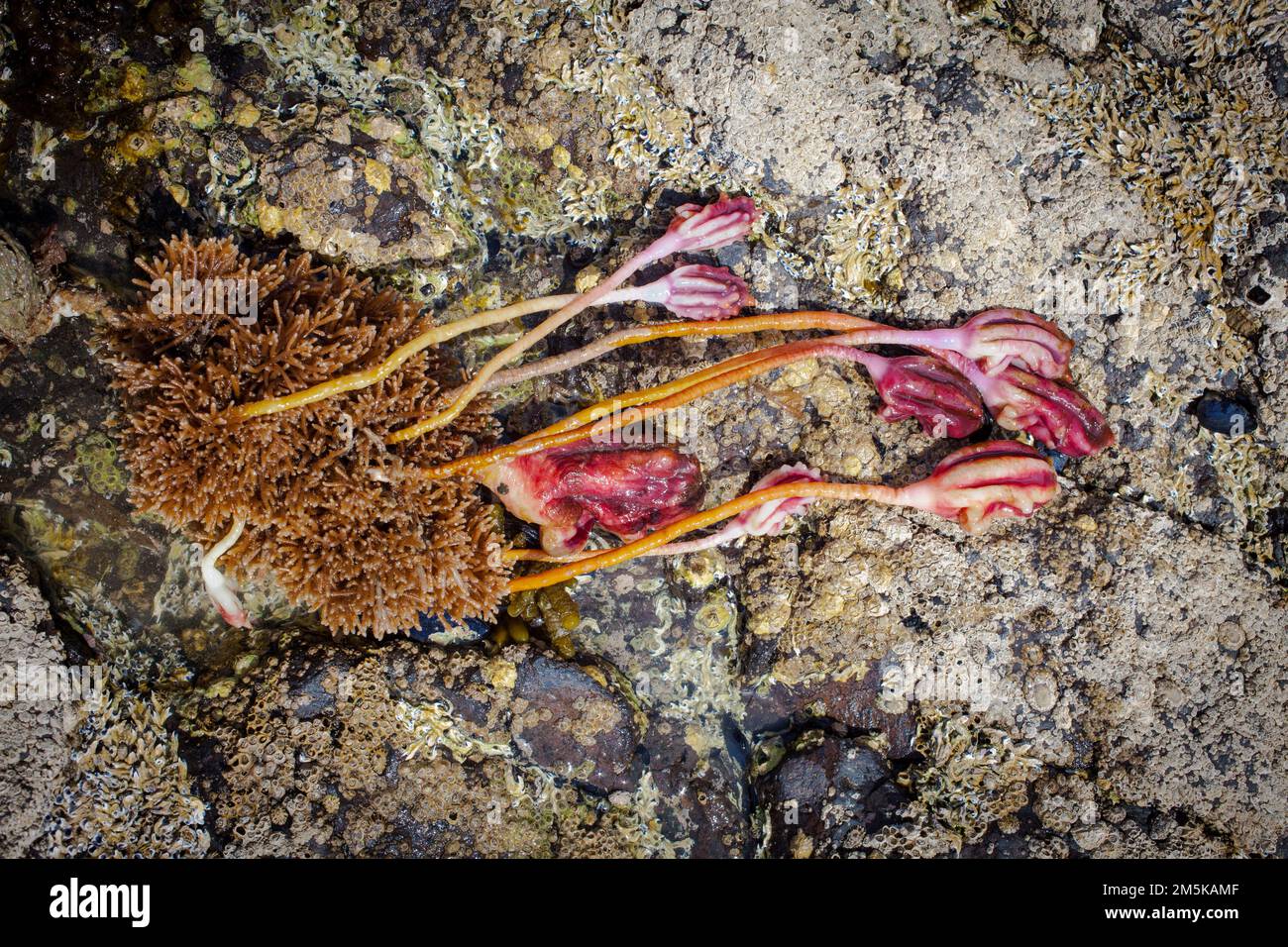 A Look at life in New Zealand: seaside wild food and wildlife. Sea ...
