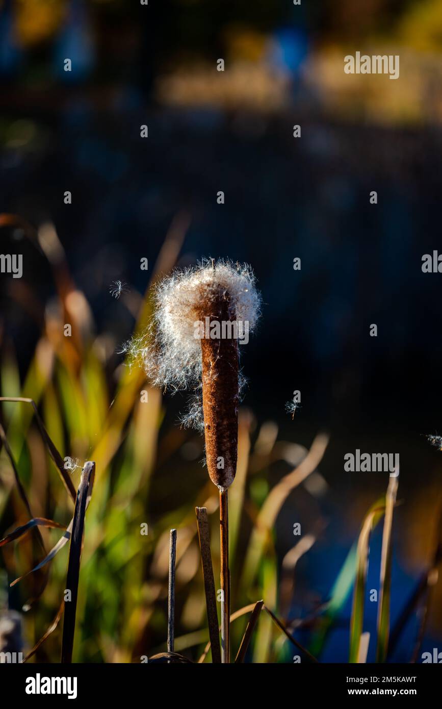 Reed plants hi-res stock photography and images - Alamy