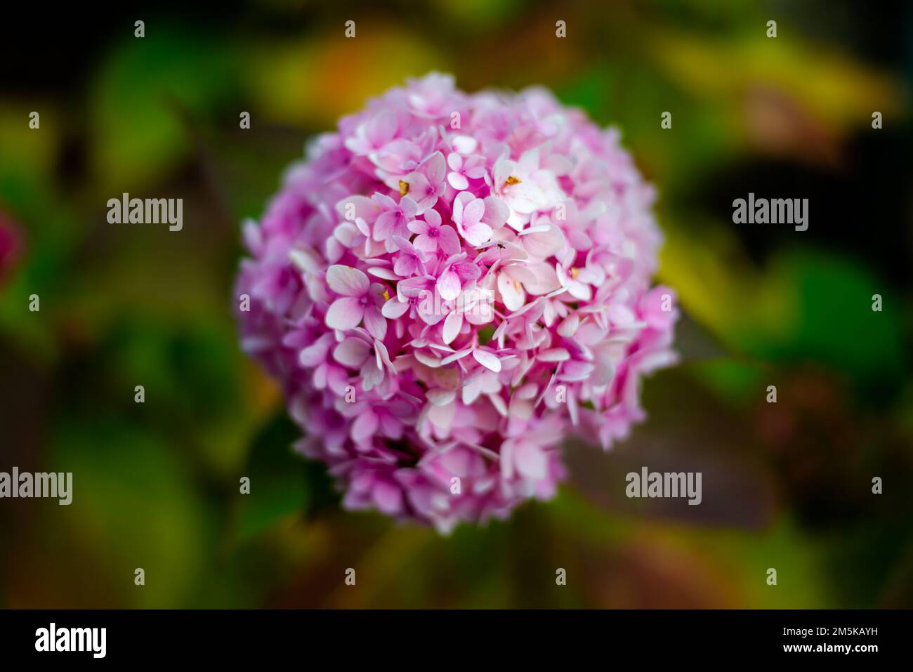 Hydrangea petal hi-res stock photography and images - Alamy