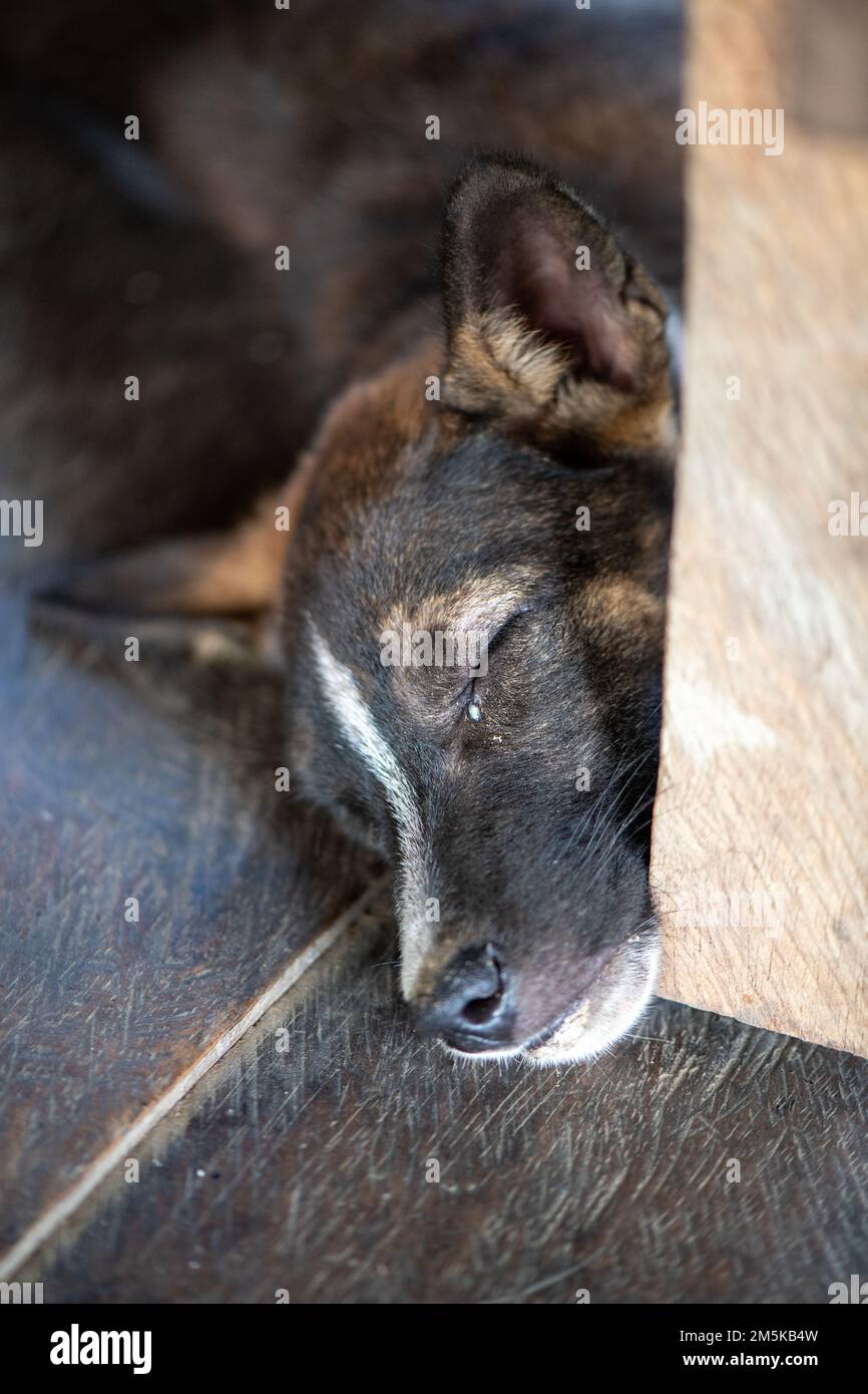 Askal hi-res stock photography and images - Alamy