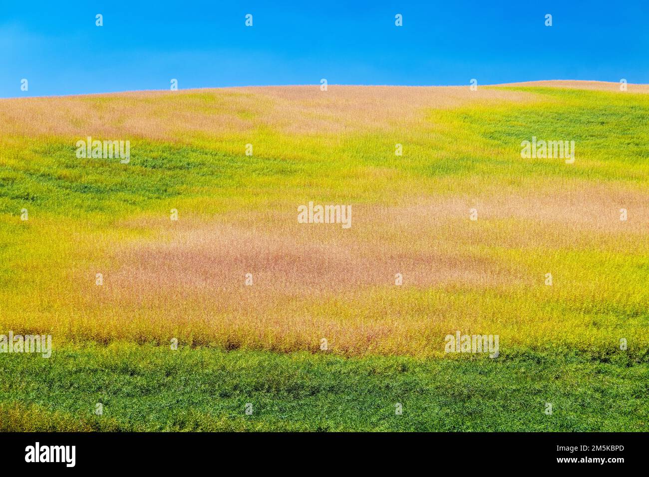 Beautiful colorful farm fields; Palouse region; Washington state; USA ...