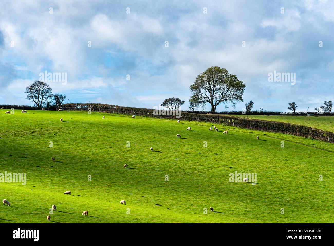 Fields and Farms over Devon, England, Europe Stock Photo - Alamy