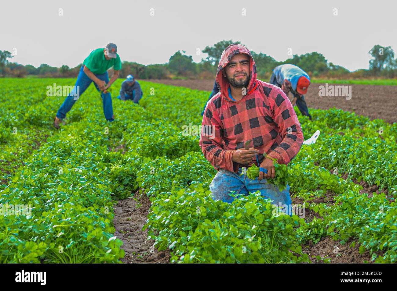 Cultivation and harvest of cilantro. Coriandrum sativum in Sonora ...