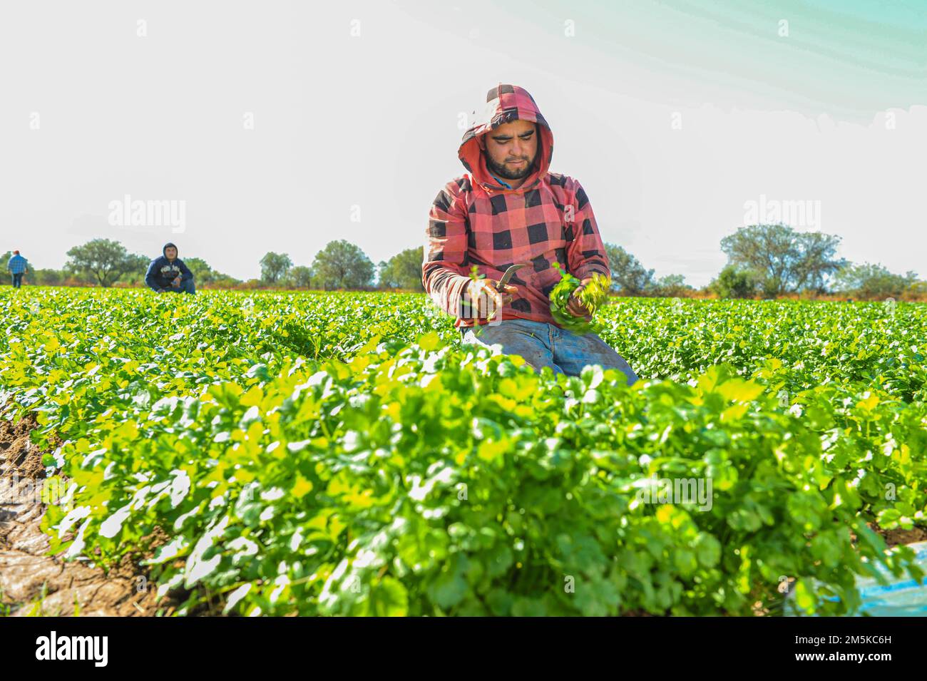 Cultivation and harvest of cilantro. Coriandrum sativum in Sonora ...