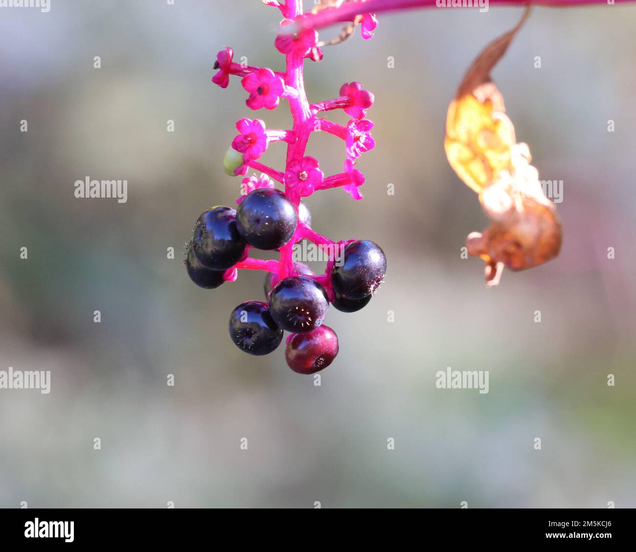 A close up of an American pokeweed branch with shiny berries on a ...