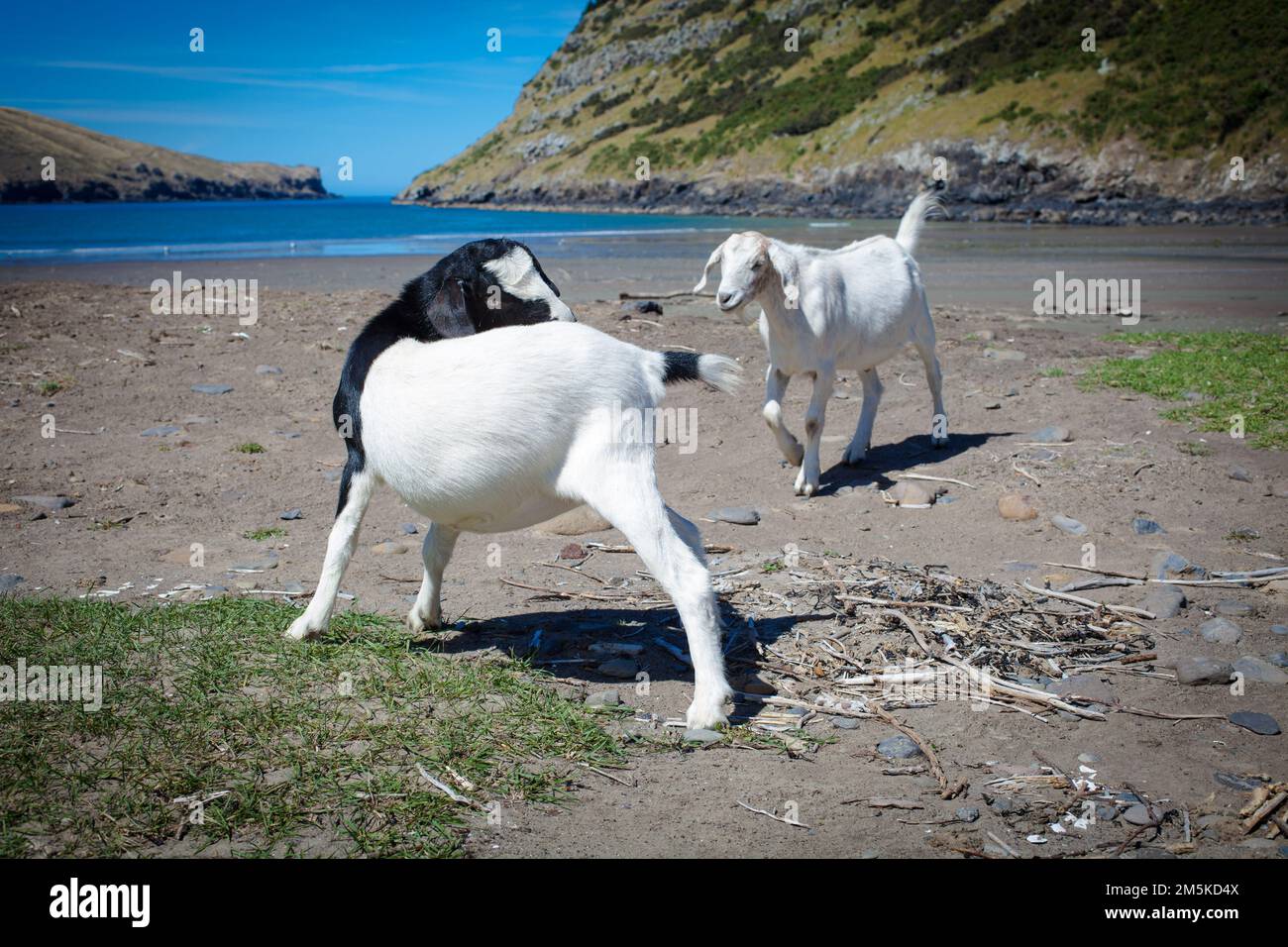 A Look at Life in New Zealand. Sights along the beach in a secluded Bay ...