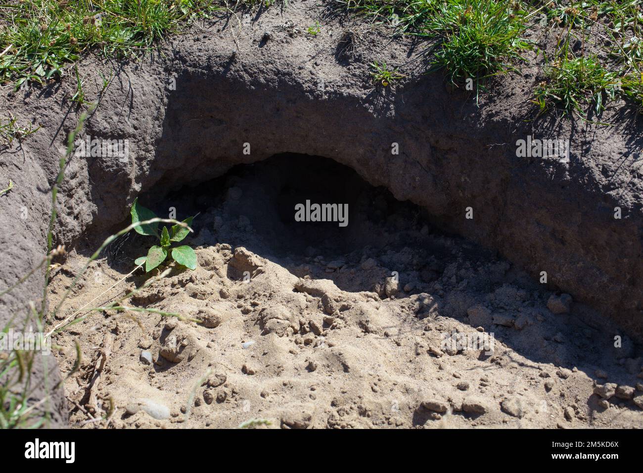 A Look at life in New Zealand: rabbit burrows in a paddock. Rabbit ...