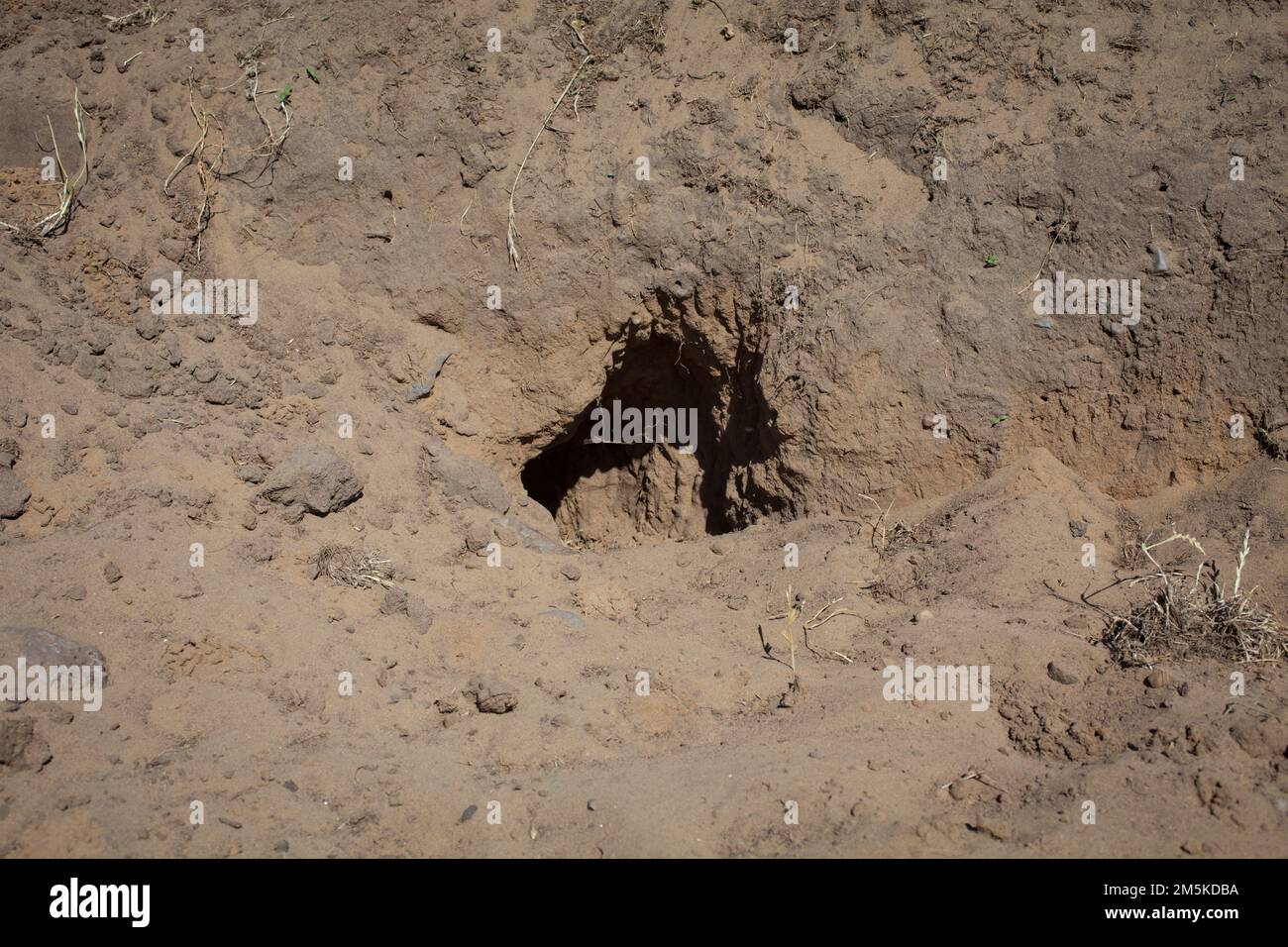 A Look at life in New Zealand: rabbit burrows in a paddock. Rabbit ...
