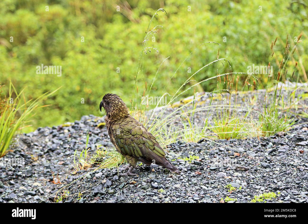 Kea in the rain, New Zealand Stock Photo - Alamy