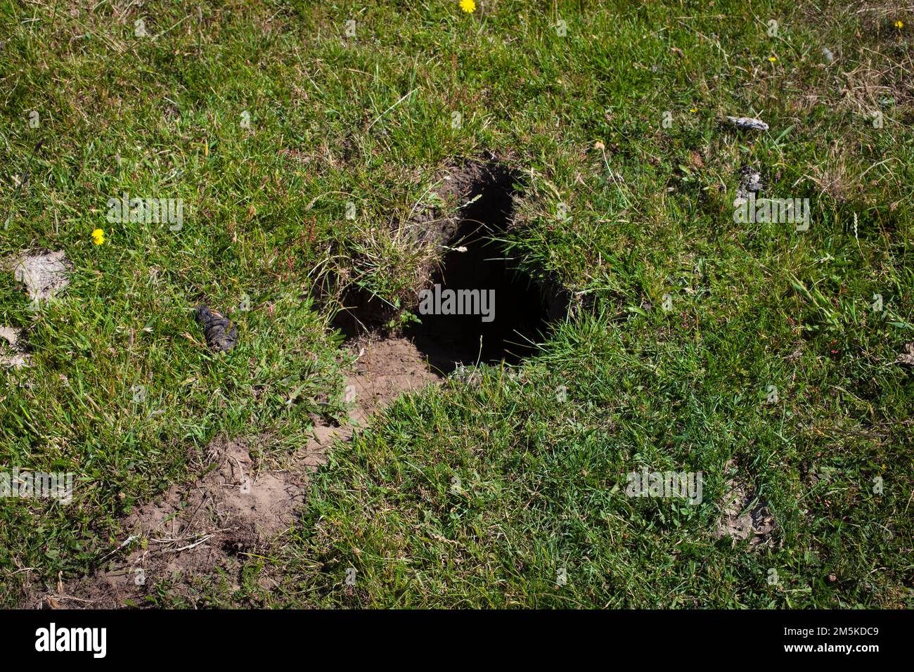 A Look at life in New Zealand: rabbit burrows in a paddock. Rabbit ...