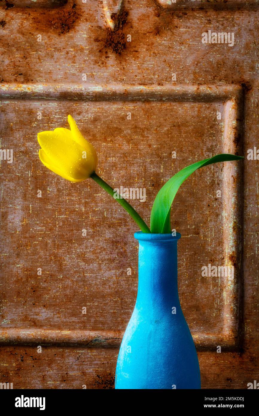 Tulip In Blue Bottle Still Life Stock Photo - Alamy