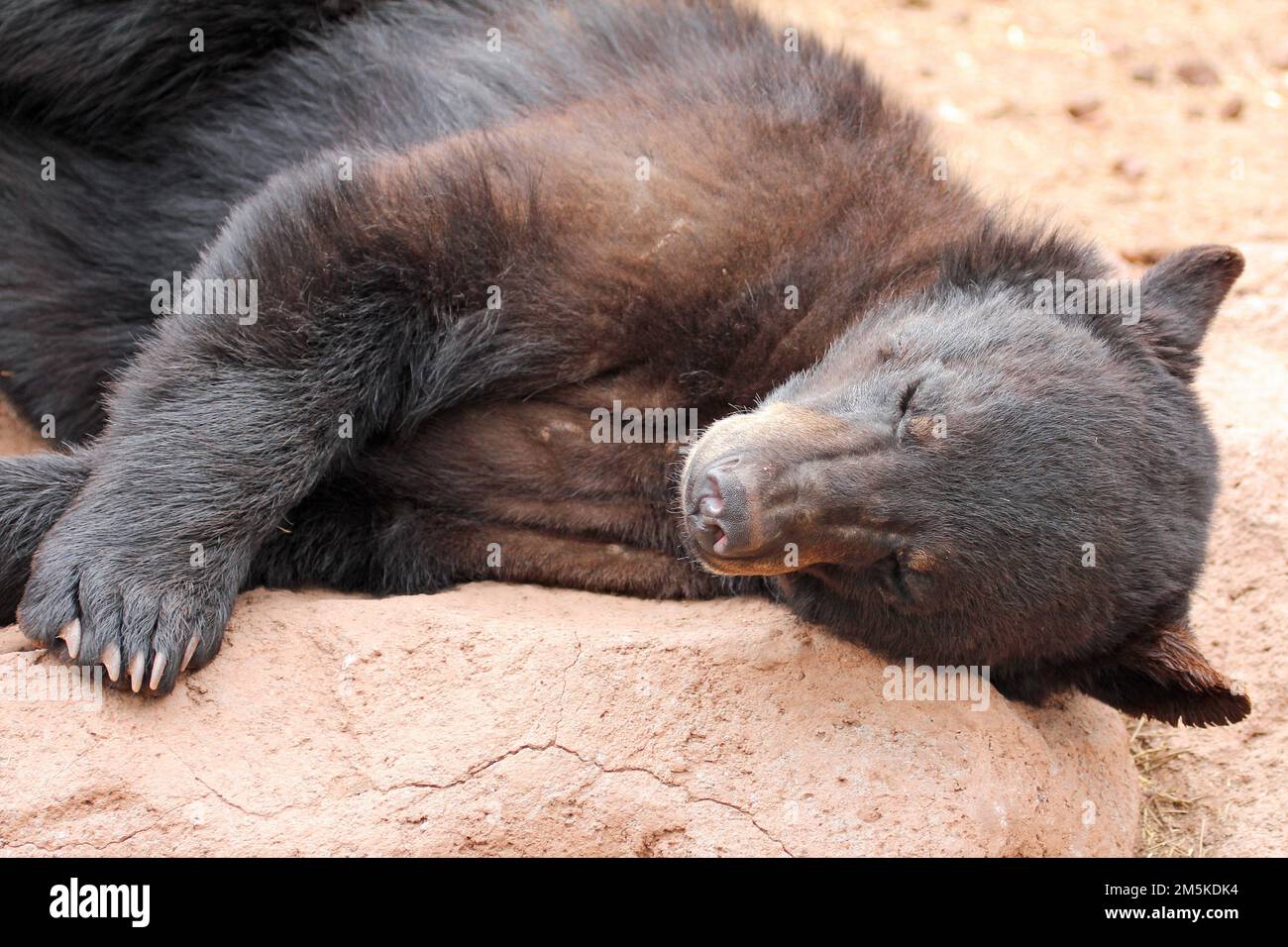 Black Bear sleeping Stock Photo - Alamy