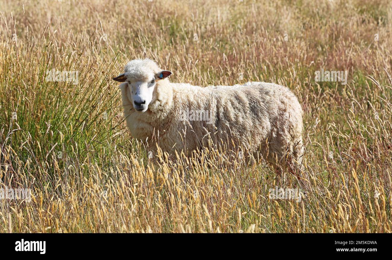 Sheep in grass - New Zealand Stock Photo - Alamy
