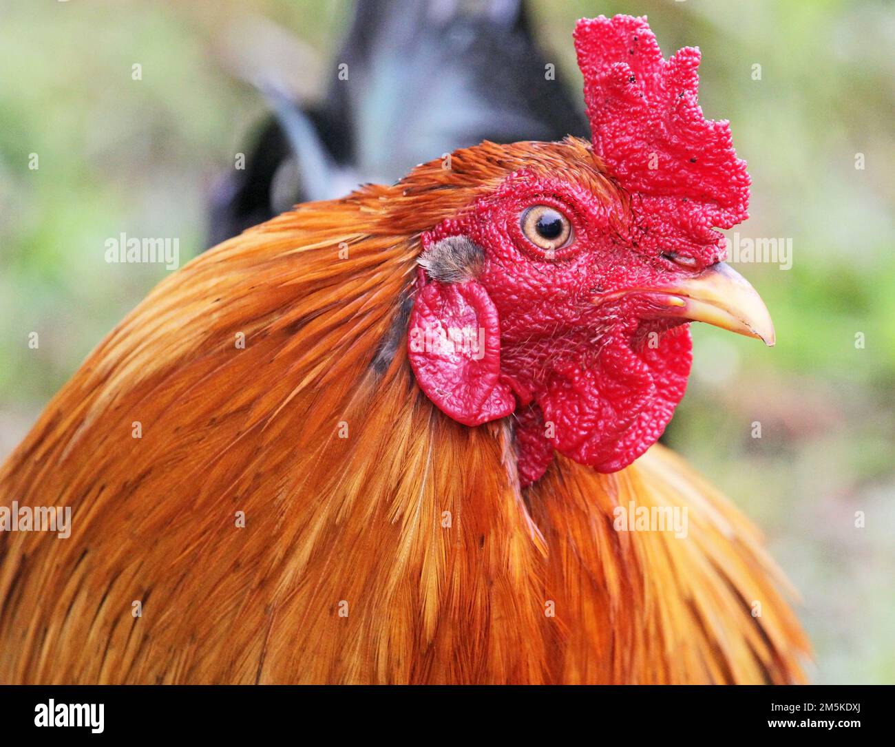 Rooster in right profile Stock Photo - Alamy