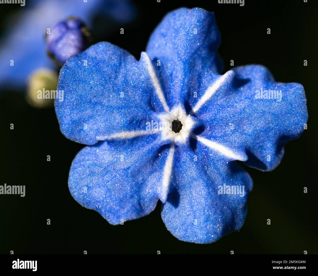 A macro of the texture of the blue flower of Scorpion grasses, Myosotis ...