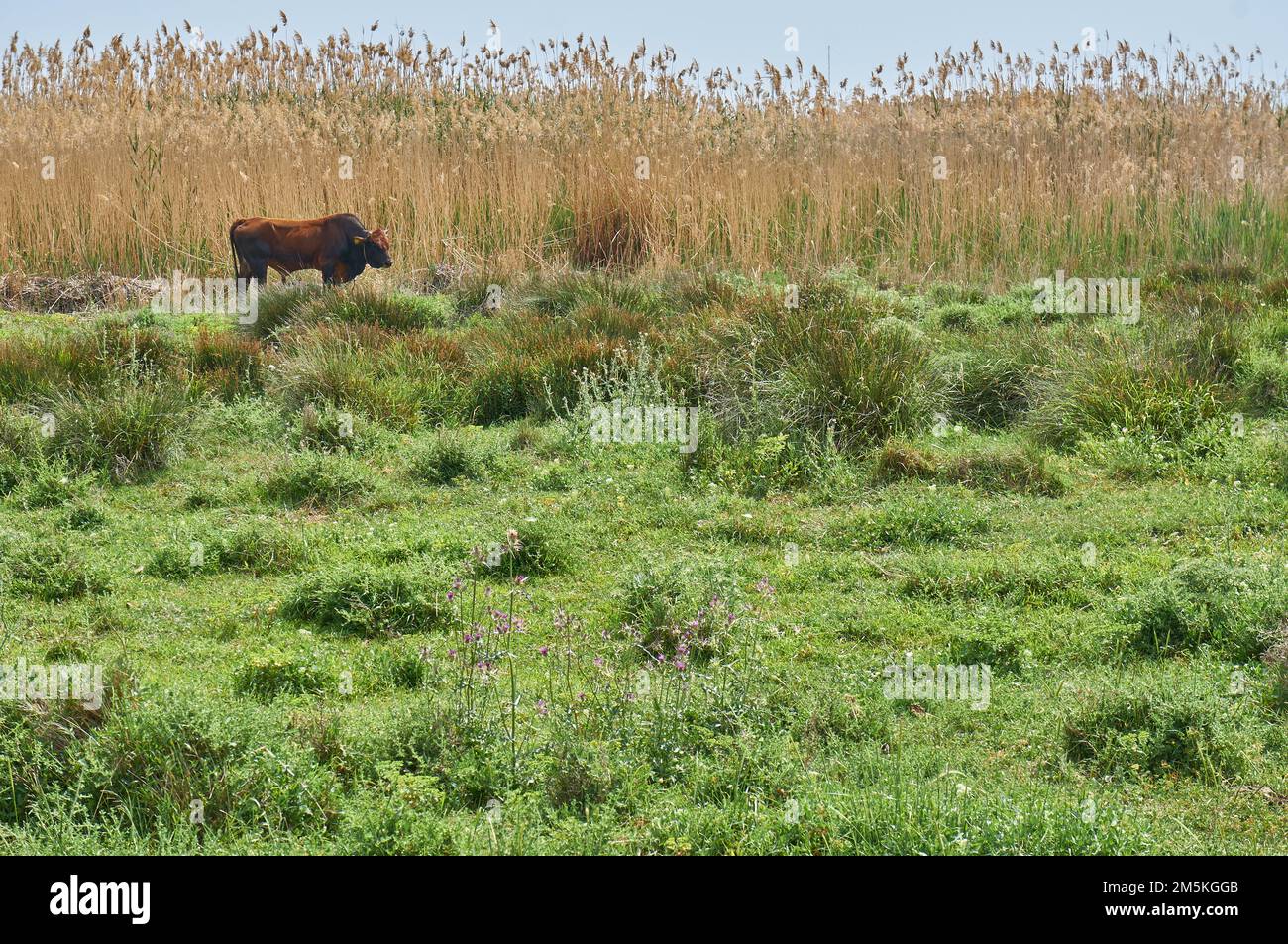 The wild cow hi-res stock photography and images - Alamy