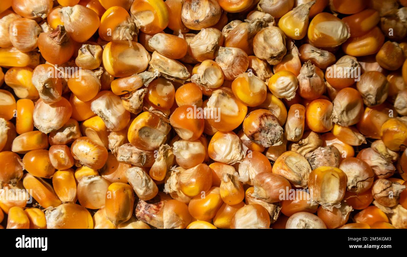 pile of corn kernels as background Stock Photo - Alamy