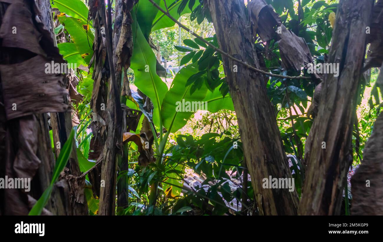 beautiful banana trees as background Stock Photo - Alamy