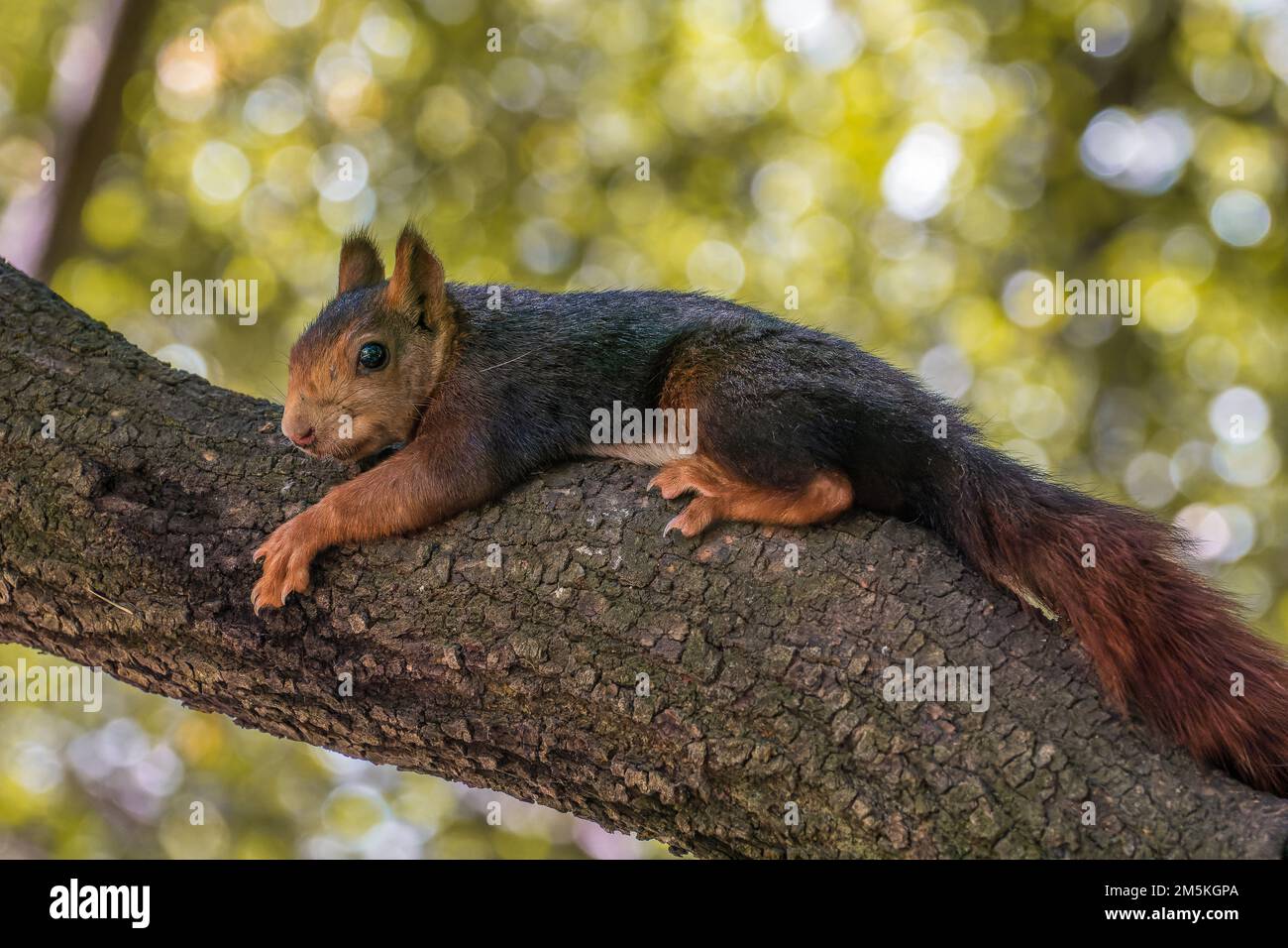 Scirurus vulgaris hi-res stock photography and images - Alamy