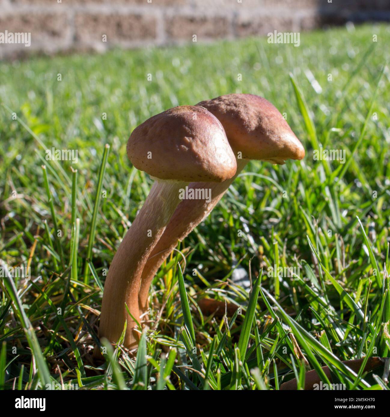 Image of a pair of wild fingos in a green meadow during the harvest ...
