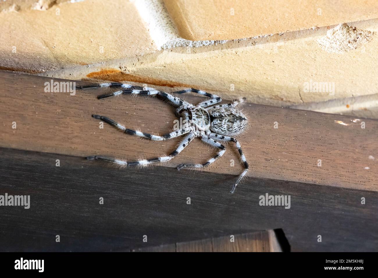Photograph of a large Huntsman Spider resting in the sunshine on wooden ...