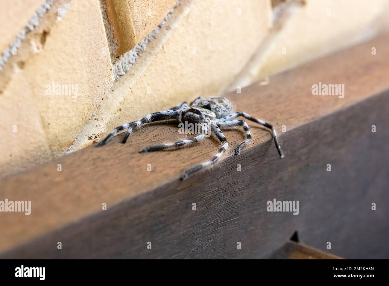 Photograph of a large Huntsman Spider resting in the sunshine on wooden ...