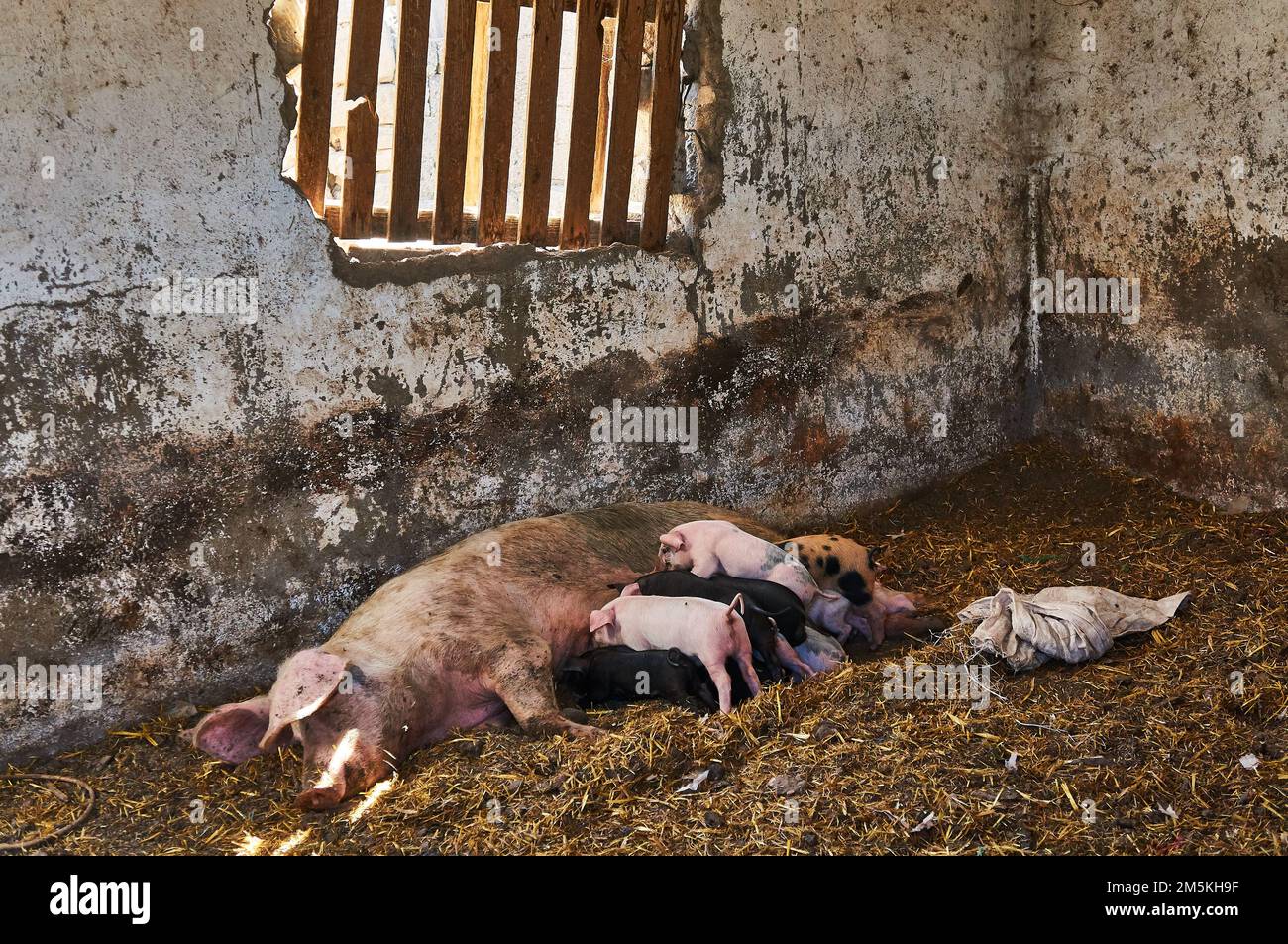 A female pig feeding her babies Stock Photo - Alamy