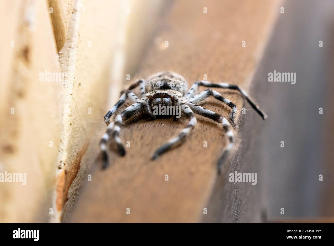 Photograph of a large Huntsman Spider resting in the sunshine on wooden ...