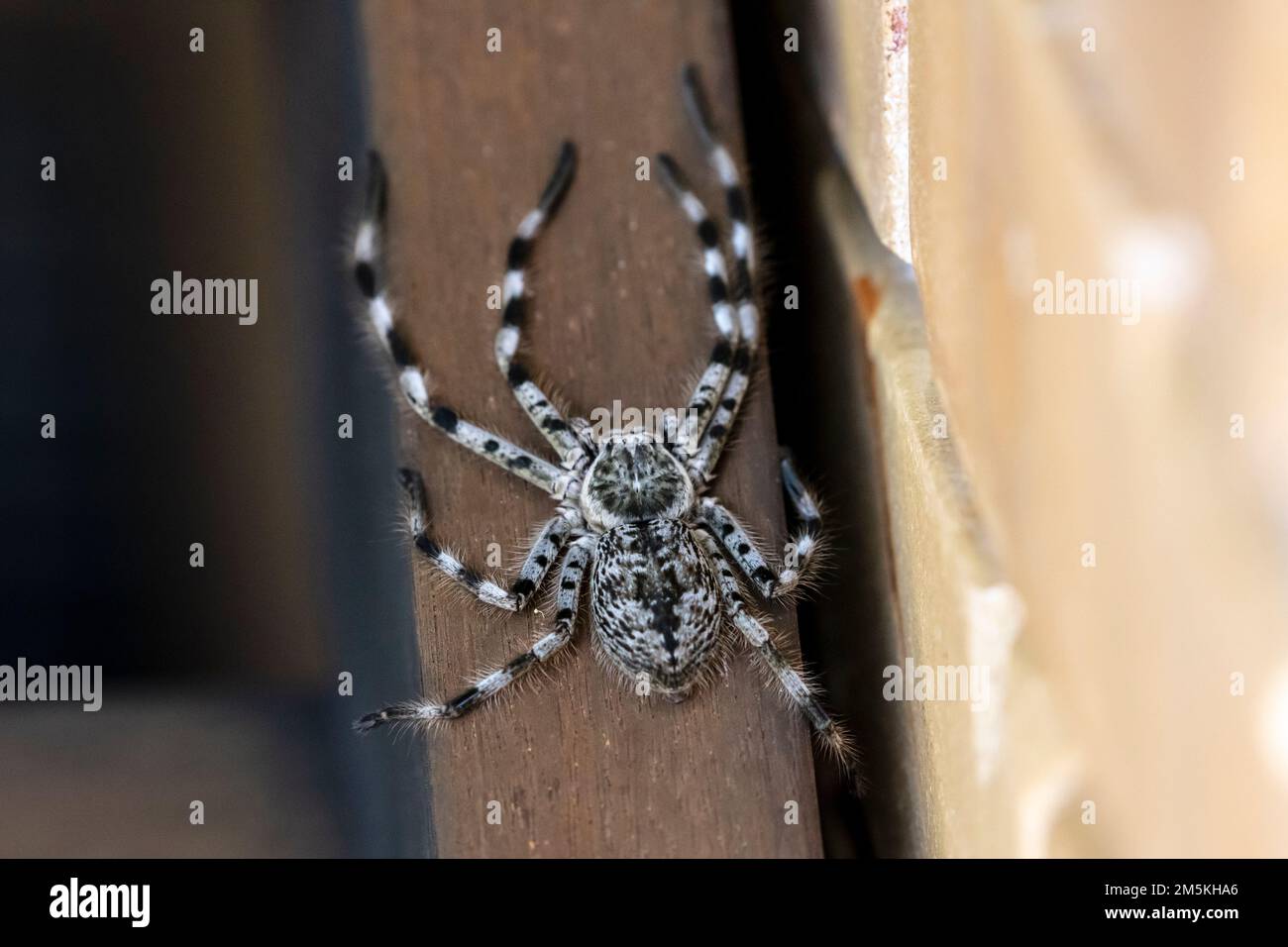 Photograph of a large Huntsman Spider resting in the sunshine on wooden ...