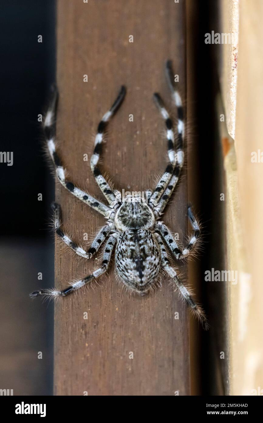 Photograph of a large Huntsman Spider resting in the sunshine on wooden ...