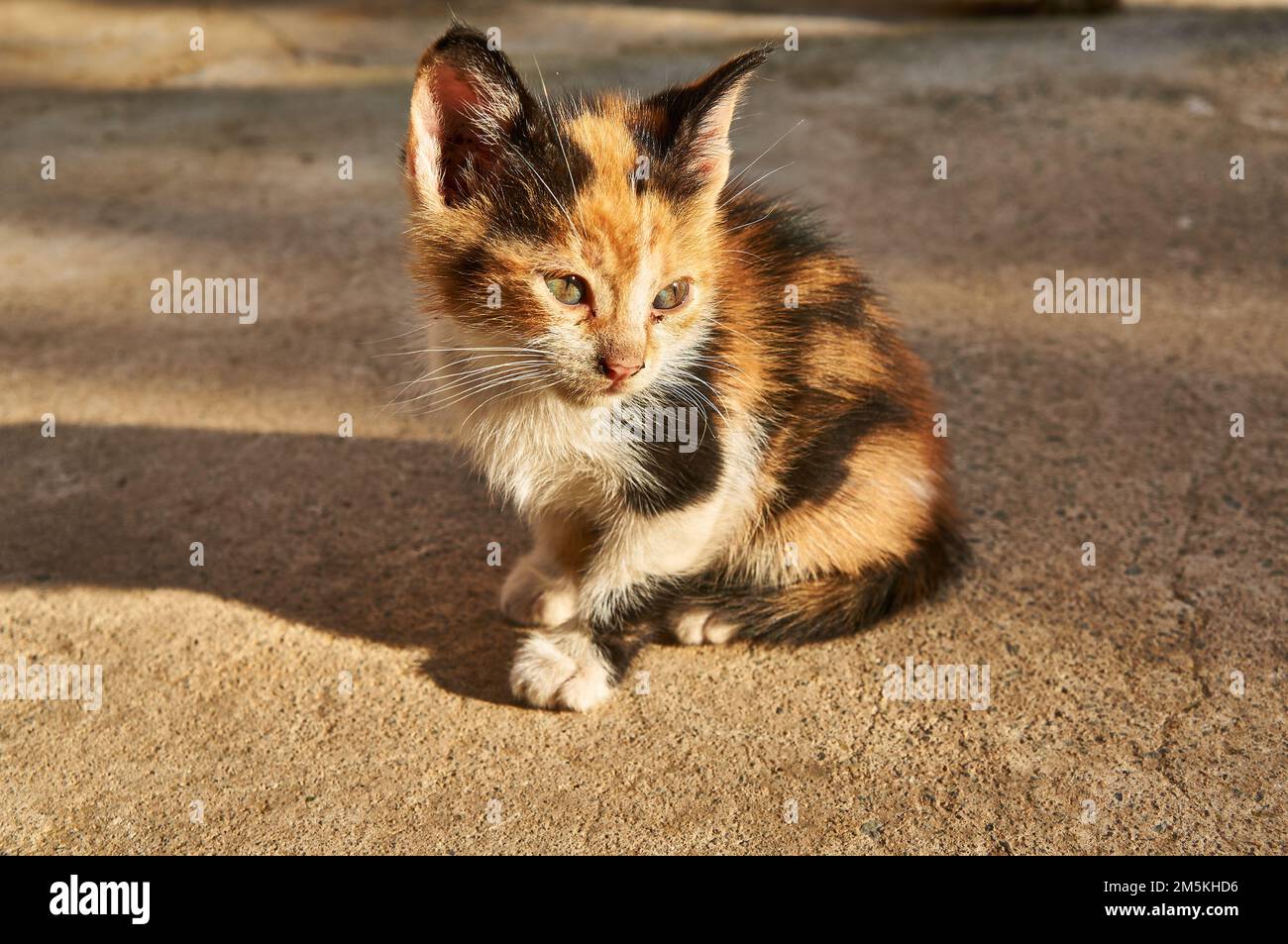 Kitten posing hi-res stock photography and images - Alamy