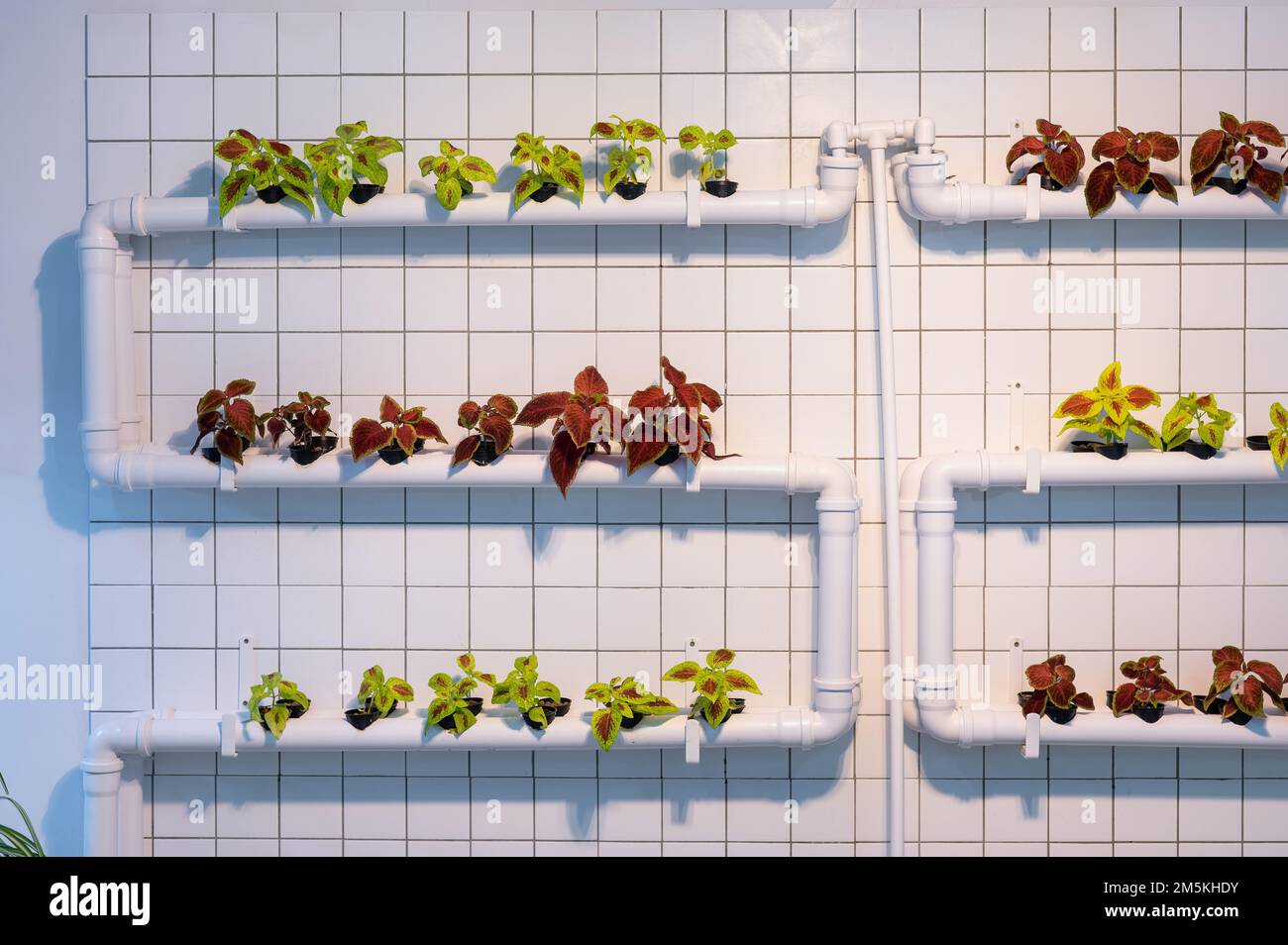 Lots of coleus plants in the chimney. Interesting planter Stock Photo ...