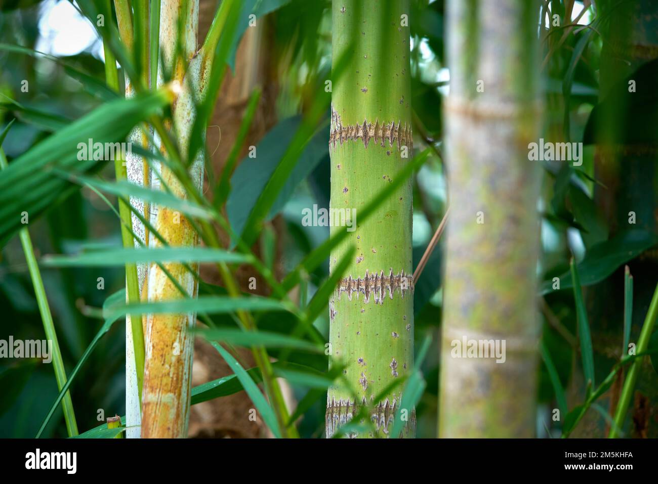 Bamboo Stalks in a Forest. Bamboo stalks with a green background of ...
