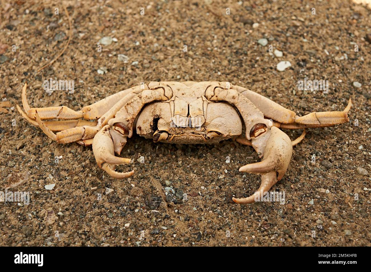 Crab skeleton in a drought lake Stock Photo - Alamy