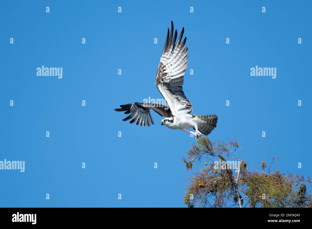 Osprey in Floriday starting to fly from high in a tree Stock Photo - Alamy