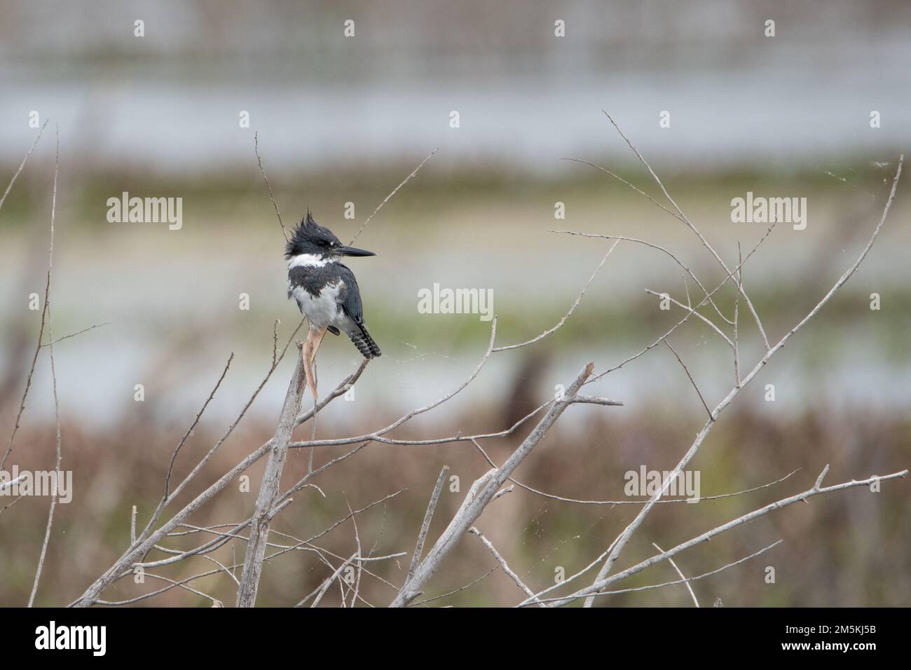 King Fisher bird sitting on a branch at the lake in Florida Stock Photo ...