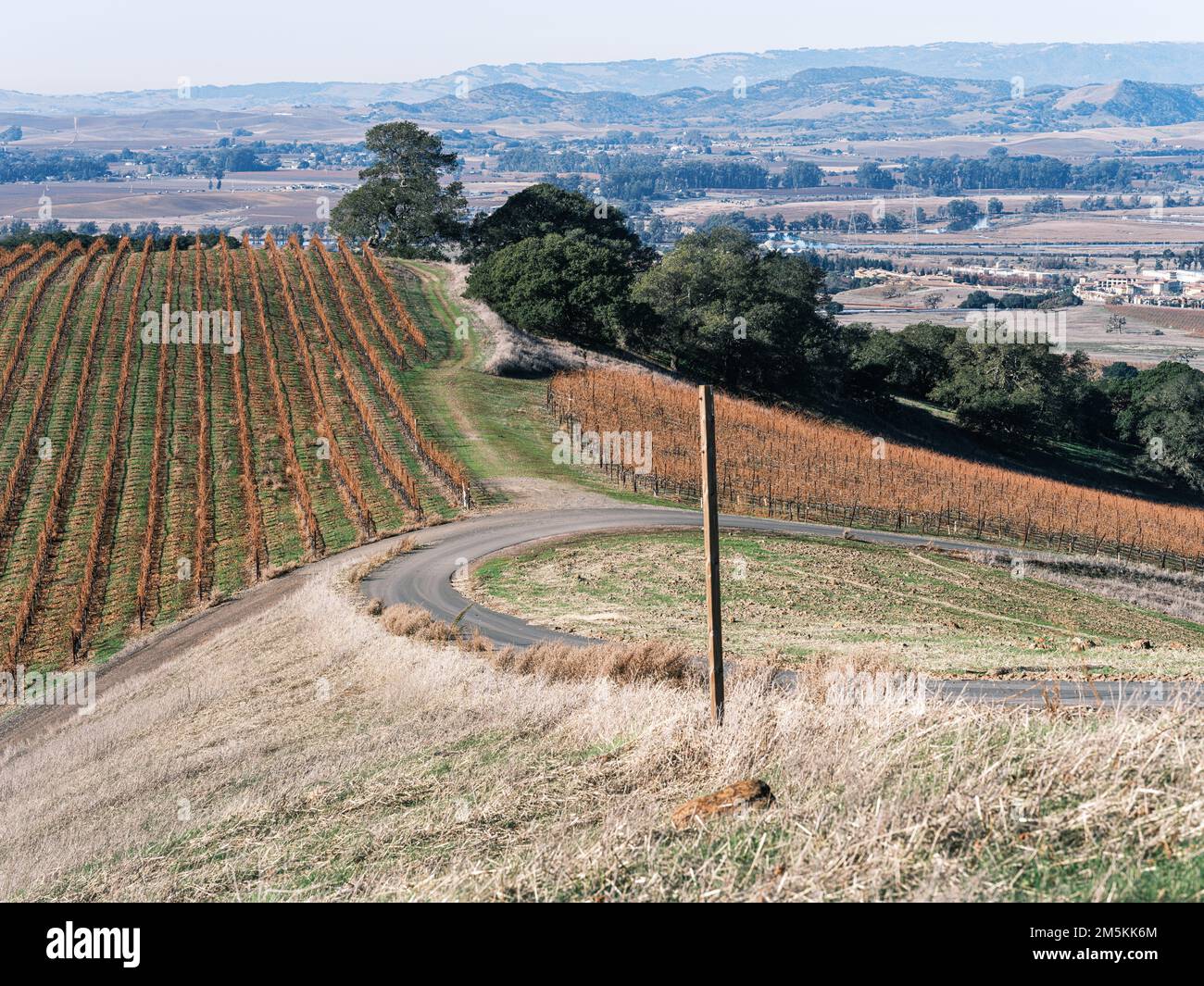 Autumn landscape in Napa Valley, grapevines reenergizing in early ...