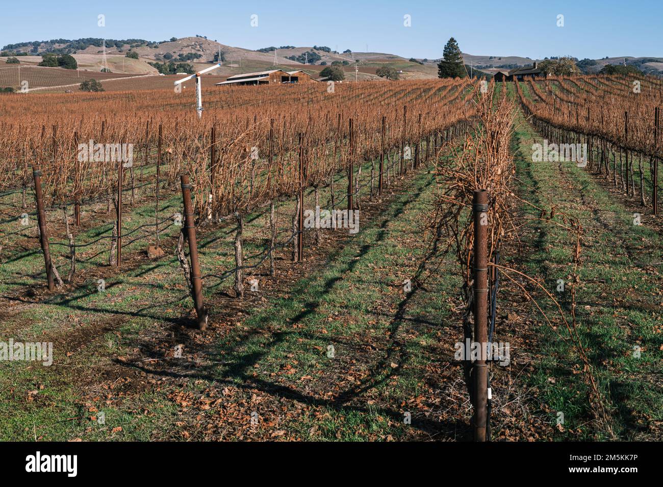 Autumn landscape in Napa Valley, grapevines reenergizing in early ...